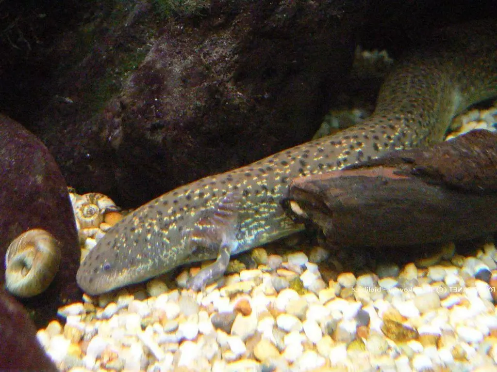 Das glândulas cutâneas da sereia é produzida uma substância que, ao ser seca, forma um casulo, evitando o risco de ressecar o corpo.