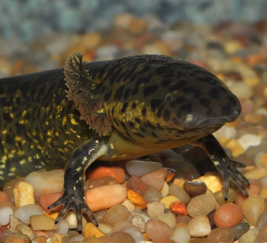 Great Siren (Siren lacertina).