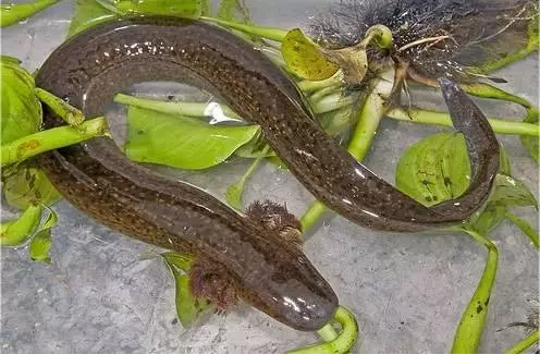 As sirenas grandes a unha idade nova teñen raias ao longo do corpo, que desaparecen co paso do tempo.