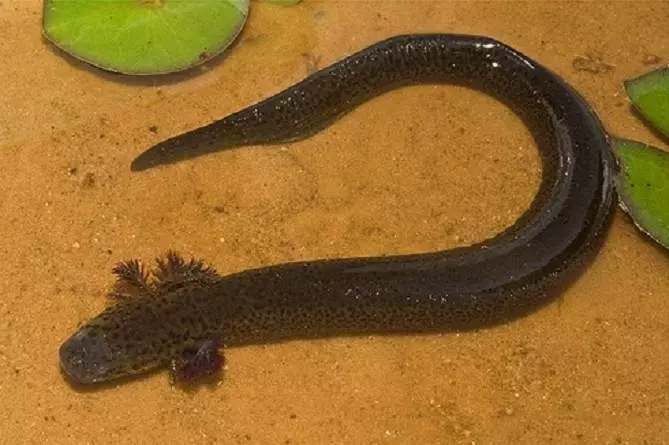 Is-sirena l-kbira tqatta 'ħajjitha kollha fl-ilma, prinċipalment fil-qiegħ, fost ħaxix ta' veġetazzjoni.