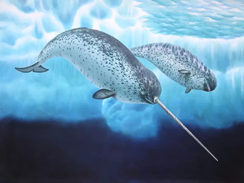 Narwhal, dəniz balıqlarının inanılmaz nümayəndəsidir