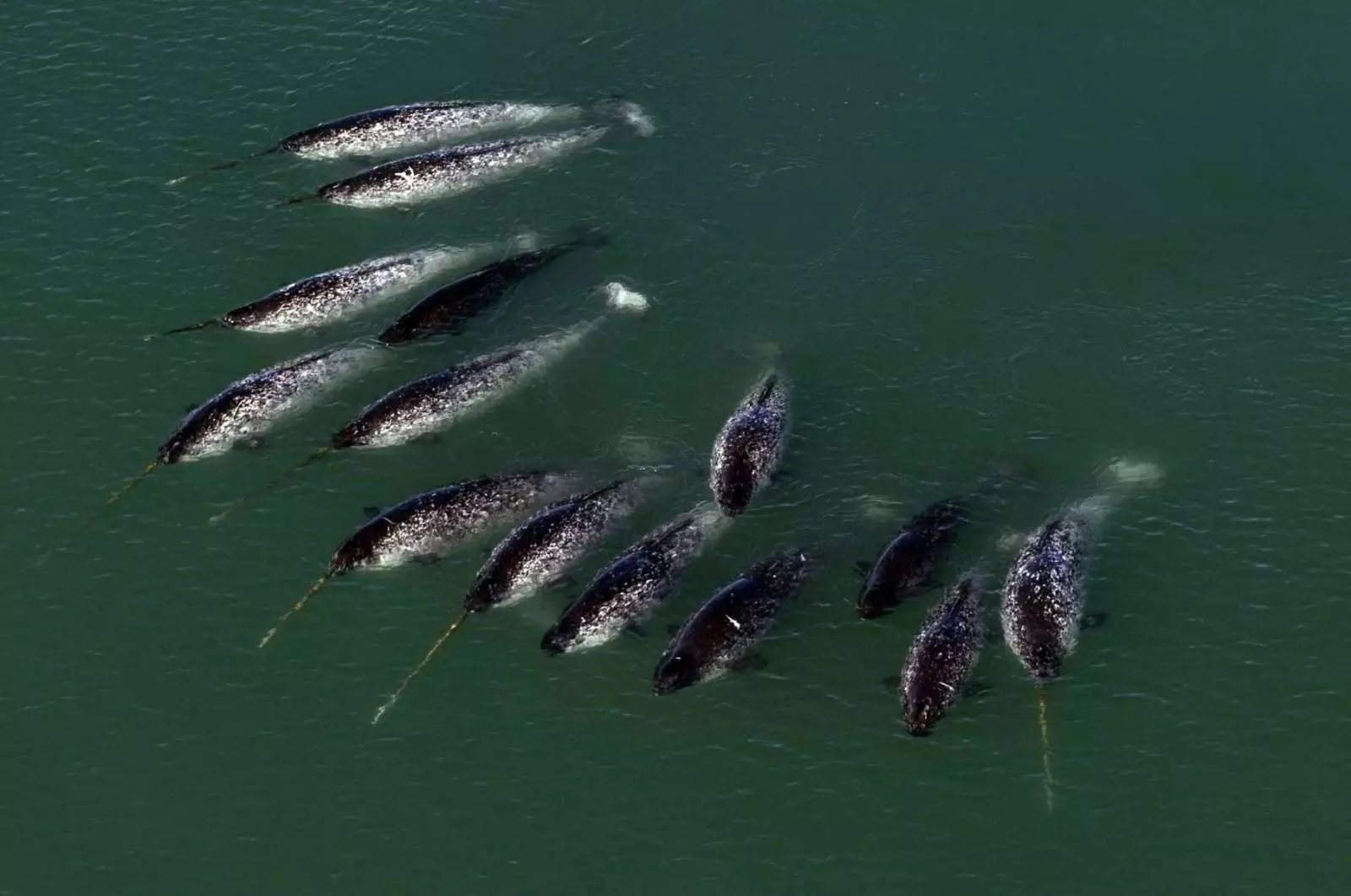 Rompok narwhals