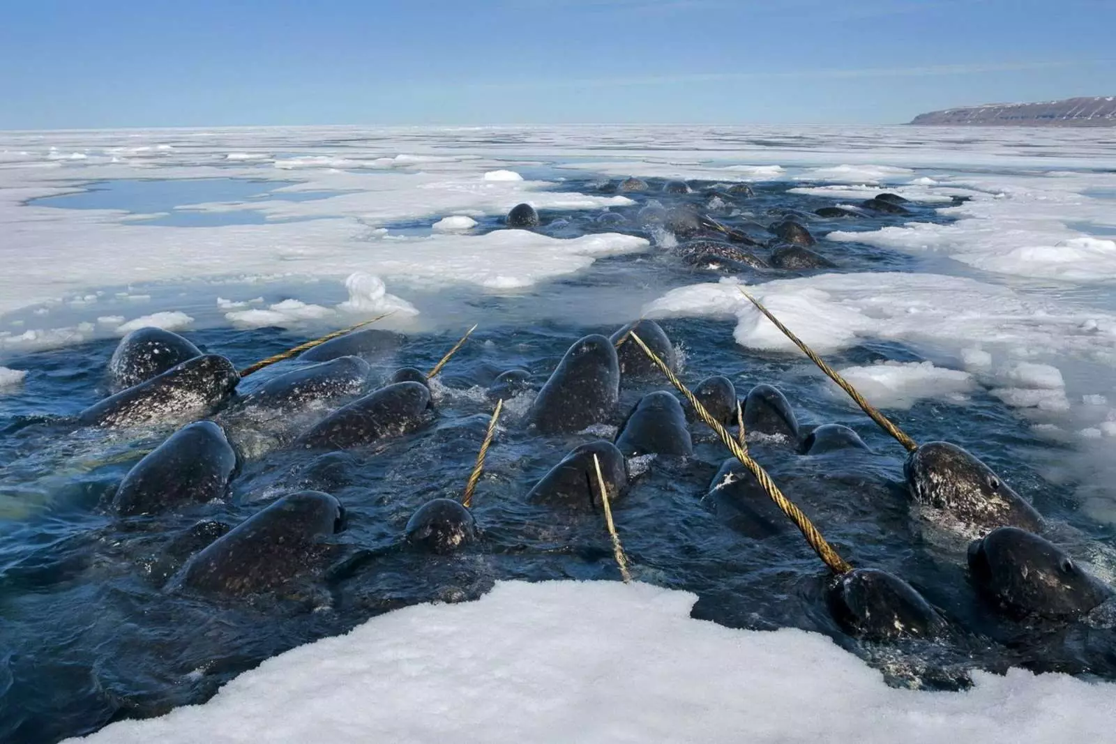 Polynya - ithuba lokuphefumula