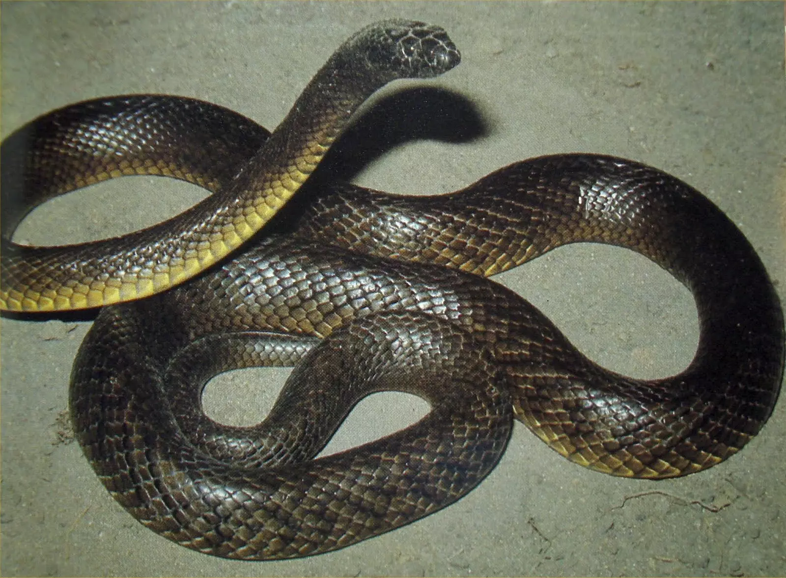 Taipan