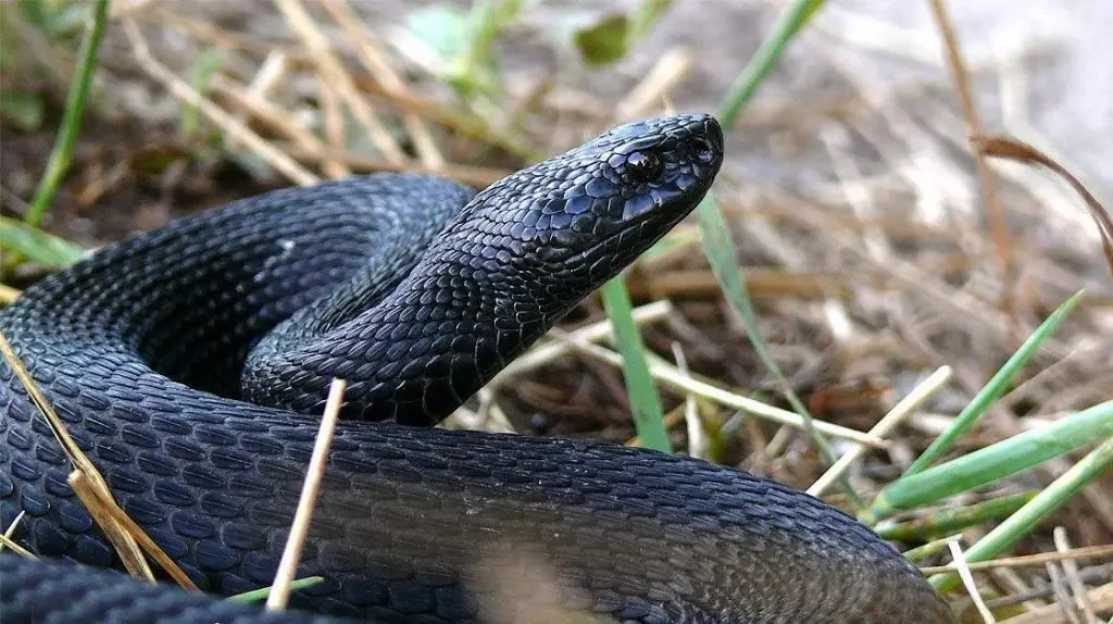 Gewöhnliche Viper