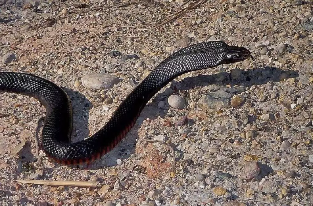 Equidna negra