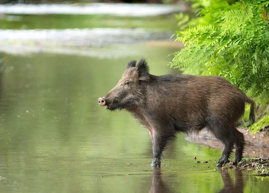 Babi hutan di tepi sungai