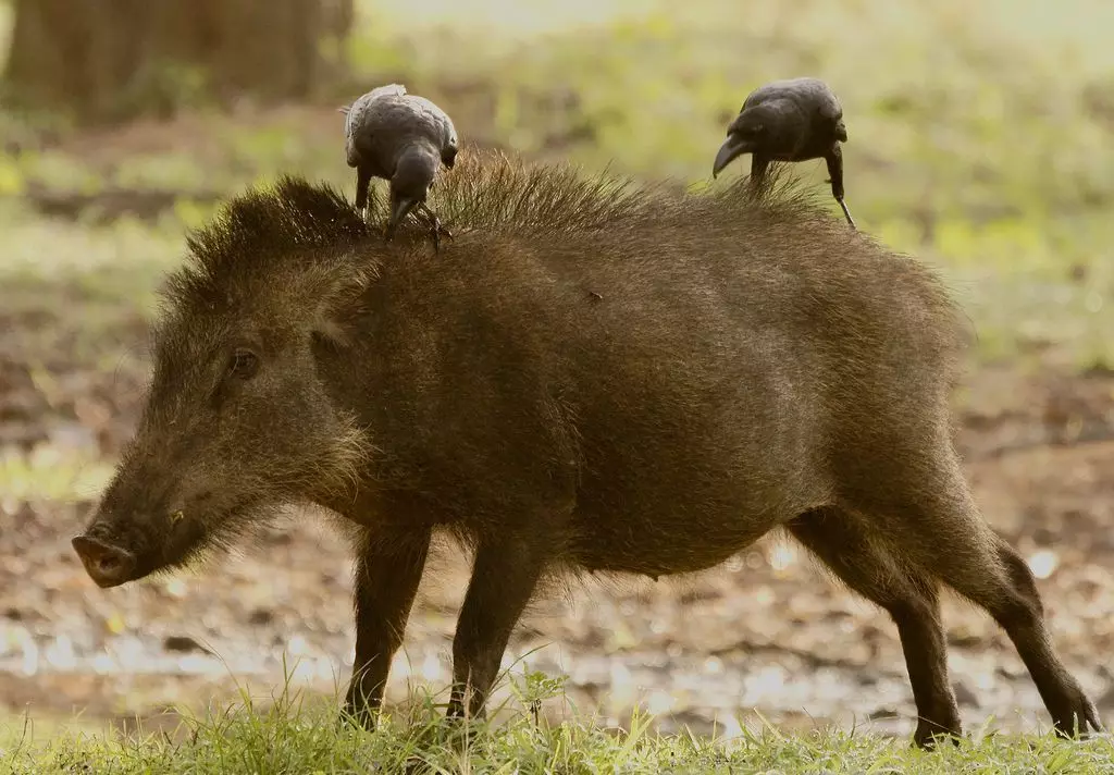 Os corvos buscan garrapatas no corpo dun xabaril que acaba de tomar un baño de barro