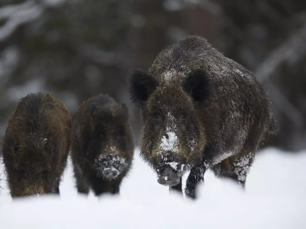 Os xabarís cavan neve en busca de comida