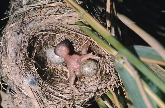 Cuckoo secara naluriah mendorong telur pesaingnya untuk terus hidup.