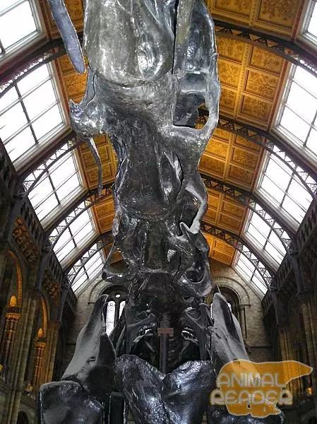 Diplodocus (कंकाल) - सबैभन्दा ठूलो डायनासोर को एक