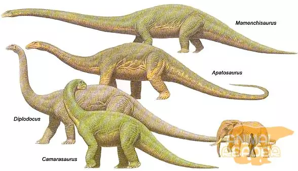 sauropods၊ ဆင်နှင့်လူသားများကိုနှိုင်းယှဉ်ခြင်း