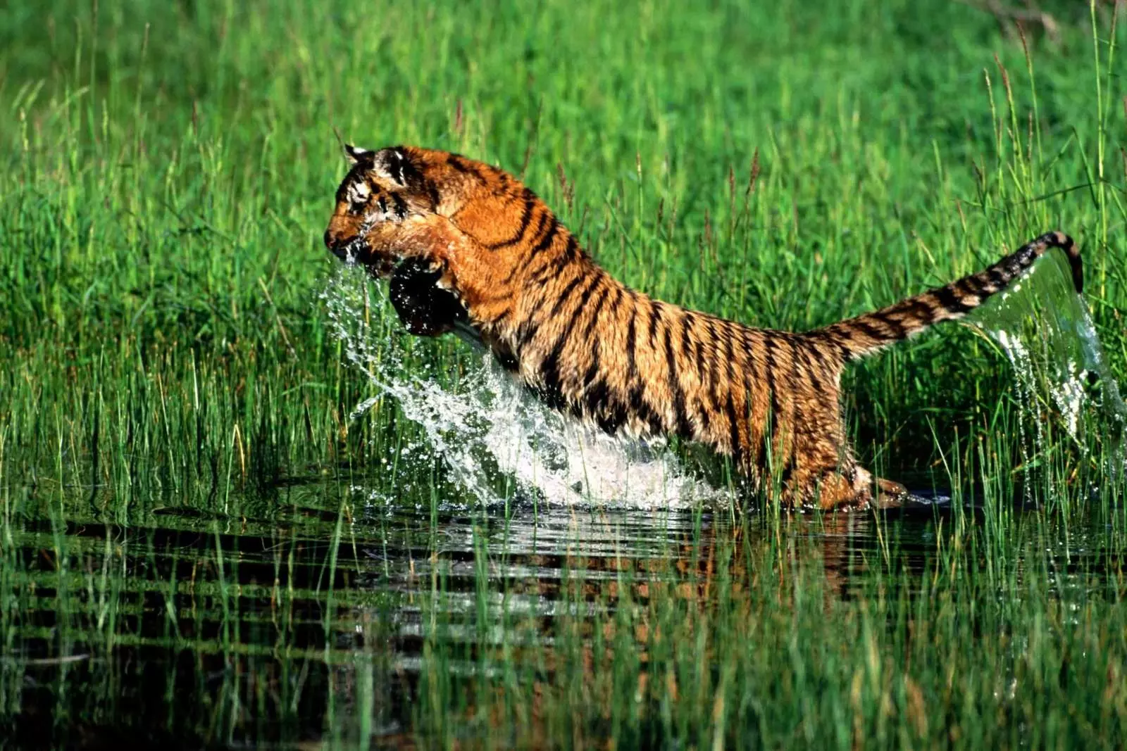 O tigre persegue as presas nun estanque