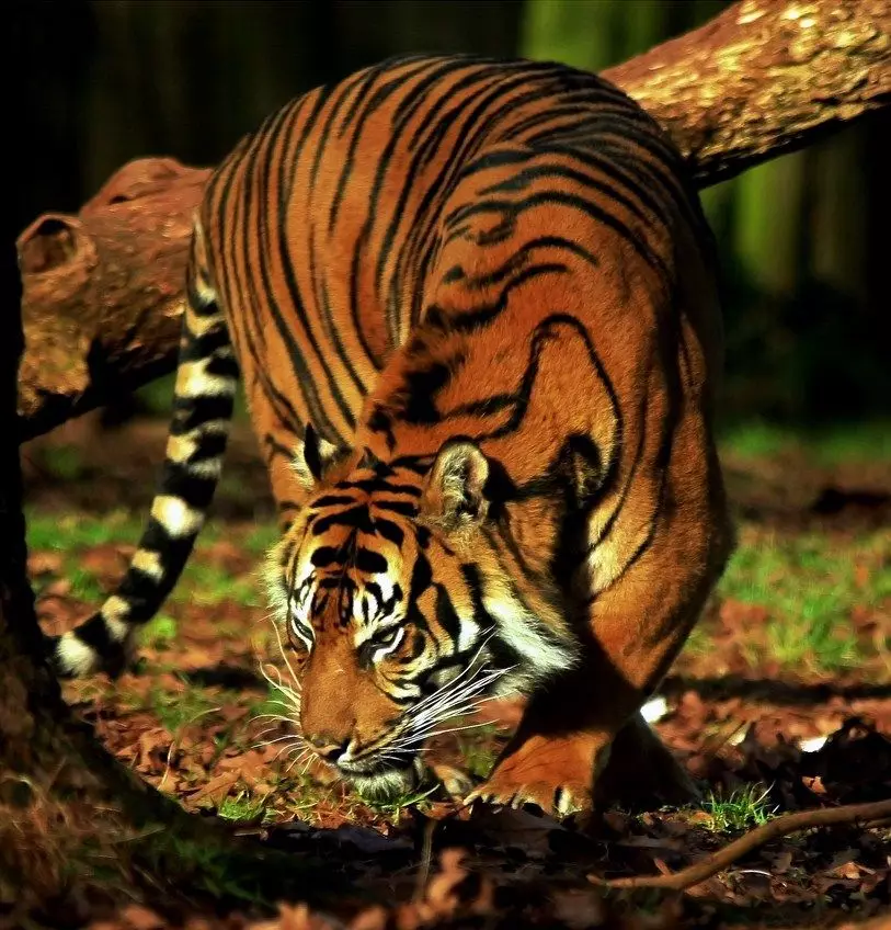 O tigre rastrexa ás súas presas desde unha emboscada, xa que a pel a raias disimúlana perfectamente no bosque