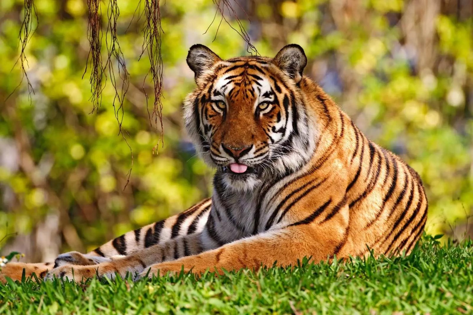 Bengalin tiikeri (Panthera tigris tigris)