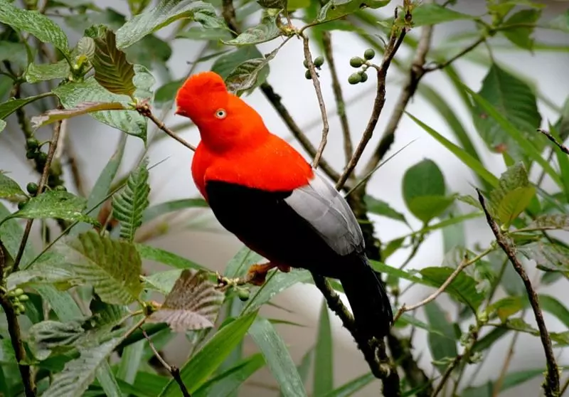 Jeden z poddruhů peruánského skalního kohouta červené barvy (Rupicola peruviana sanguiolenta)