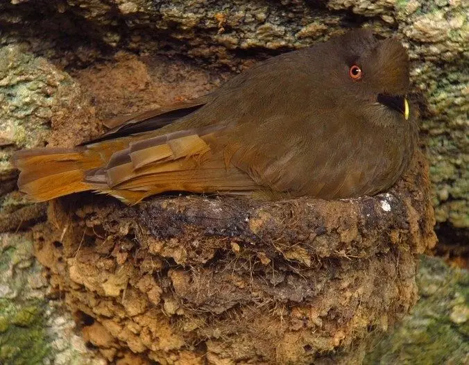 Samice guinejského skalního kohouta na hnízdě