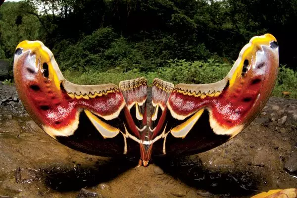 Atlas obrambeno držanje. U trenutku opasnosti, leptir razotkriva krila i pokazuje svijetle mrlje - takva ratna boja može uplašiti predatora