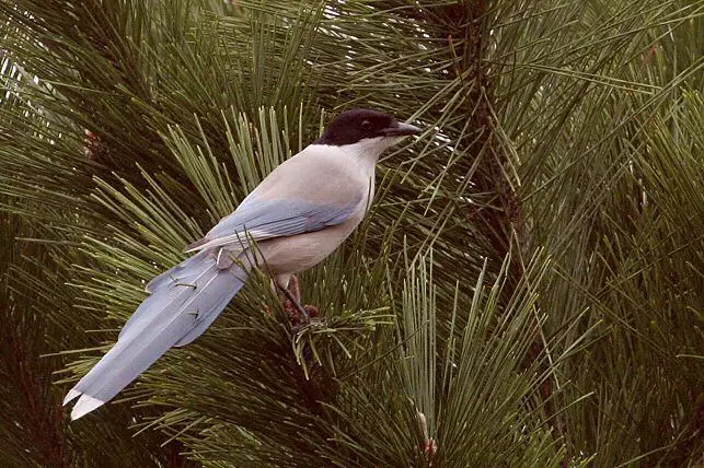 Μπλε σκουλαρίκι (Cyanopica cyana)