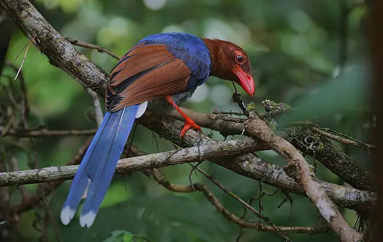 Ceylon blá ekka (Urocissa ornata) - landlæg á eyjunni Sri Lanka