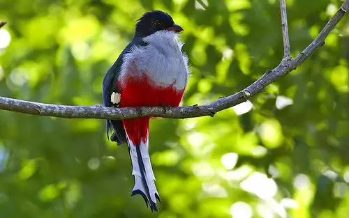 A pega com cauda de foguete (Temnurus temnurus) tem esse nome devido à sua cauda desgrenhada, que lembra o fogo da decolagem de fogos de artifício.