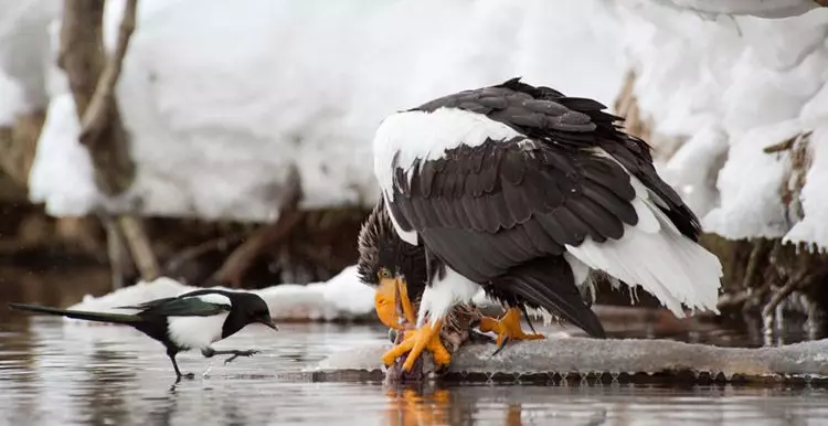 Elster nähert sich eifrig dem Seeadler des Stellers und schlachtet Beute