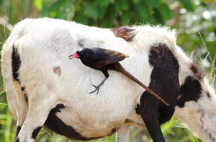 Schwarze Elster (Ptilostomus afer) untersucht eine Wunde am Körper einer Hausziege