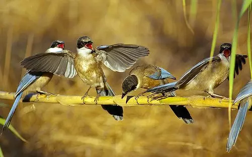 निळ्या मॅग्पीची वाढ झाली. प्रौढ पक्ष्यांप्रमाणे, तरुण प्राण्यांमध्ये पिसाराचा मुख्य रंग तपकिरी असतो