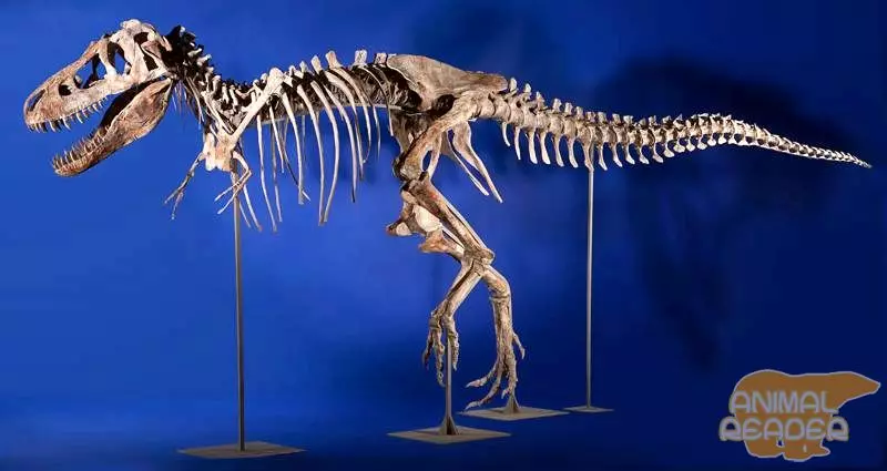 Gigantosaurus कंकाल