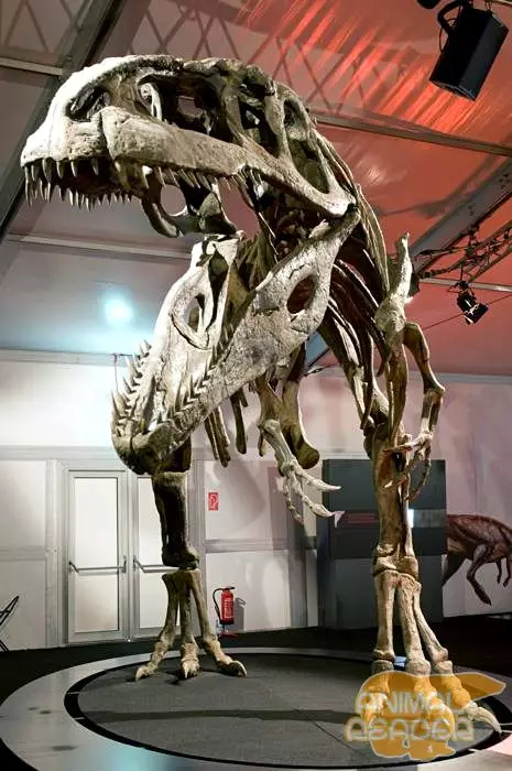 Gigantosaurus હાડપિંજર