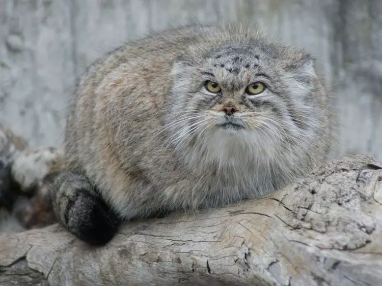 Köttur Pallas (Otocolobus manul)