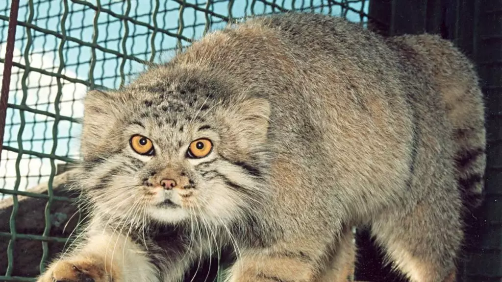 O gato de Pallas é um gato com personalidade.