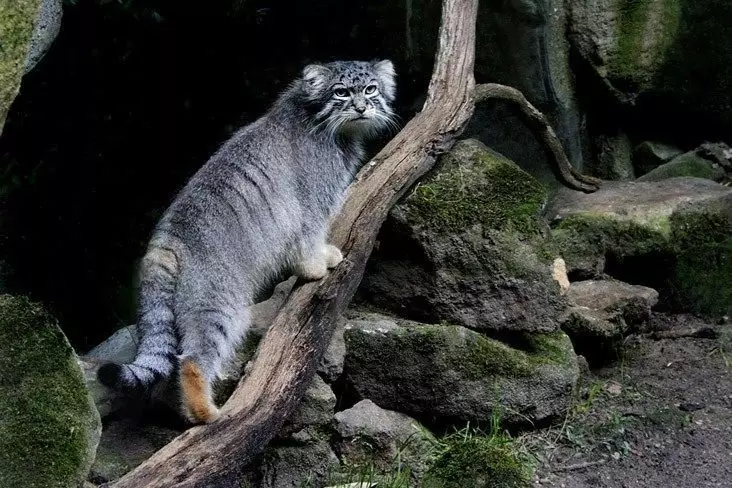 Pallas katt klättrar inte i träd, de går bara på lutande ytor som inte är för branta