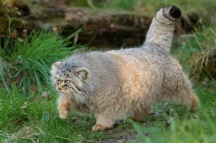 Il gatto di Pallade accovacciato