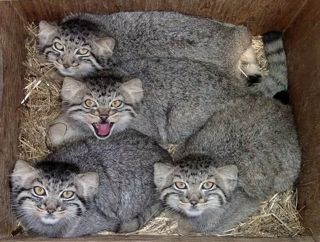 動物園の人工の巣穴にいるマヌルネコの子猫