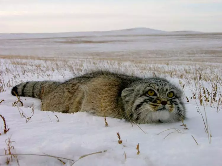 Gato de Pallas caça na estepe de inverno