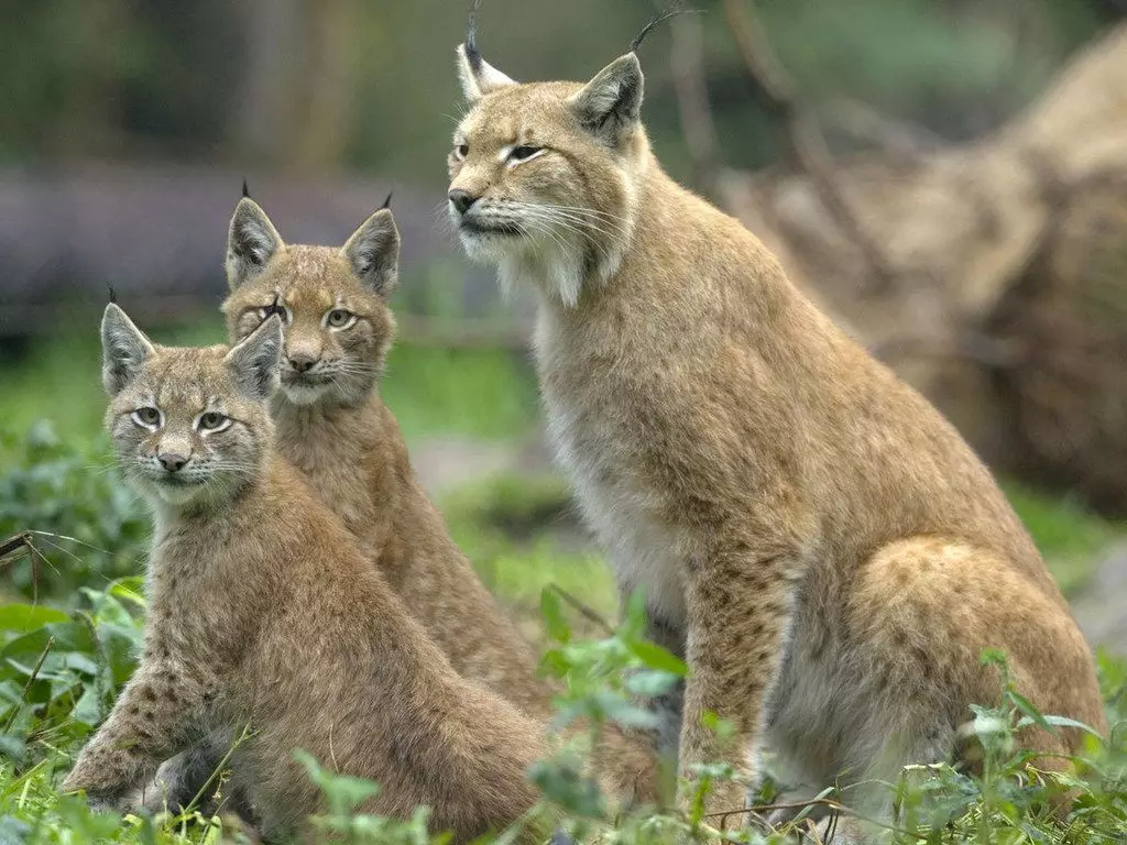 Lynx žena (Lynx lynx) s mláďaty