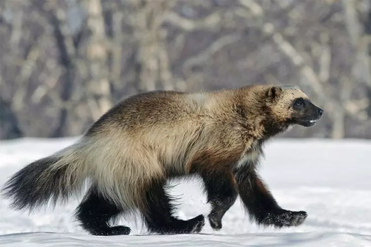 Wolverine je odličan hodač, široka stopala omogućuju joj da ne padne u duboki snijeg