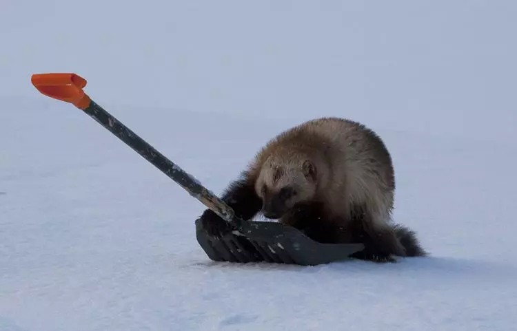 Esses animais não são destituídos de curiosidade por toda a cautela.