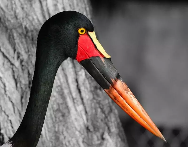 Yabiru de bico de sela, ou bico de sela africano (Ephippiorhynchus senegalensis).