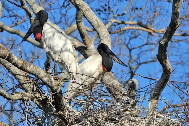 Jabiru brasileiro (Jabiru mycteria) no ninho com um filhote.