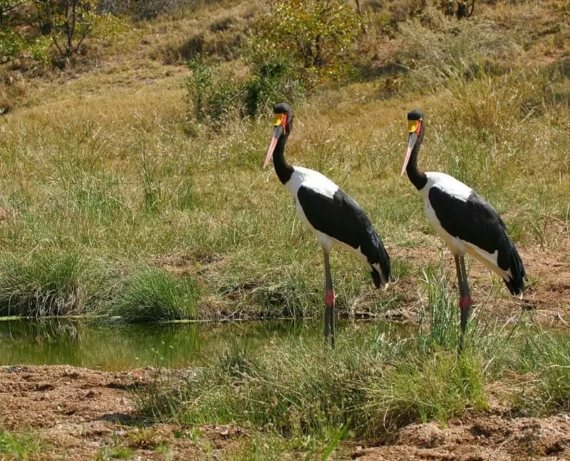 Um par de alforjes africanos na margem de um lago