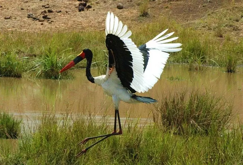 Alforje africano voador