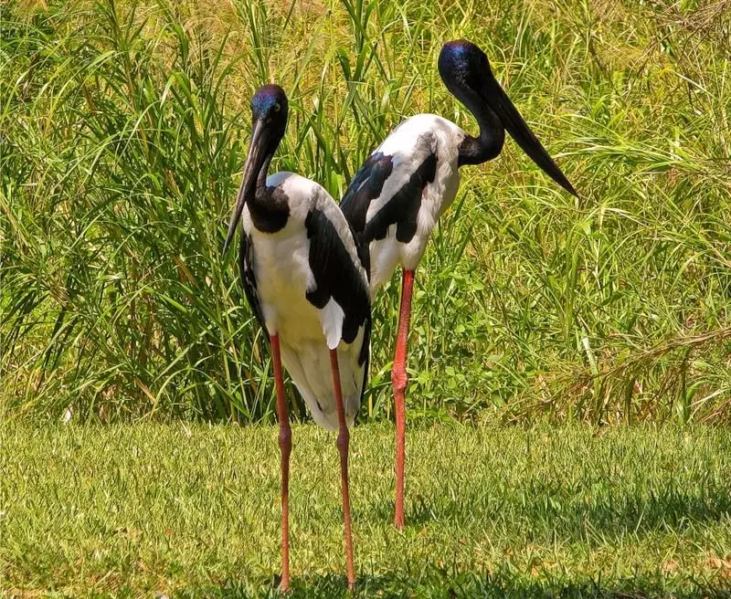 Paar India yabiru (India sadulletid)