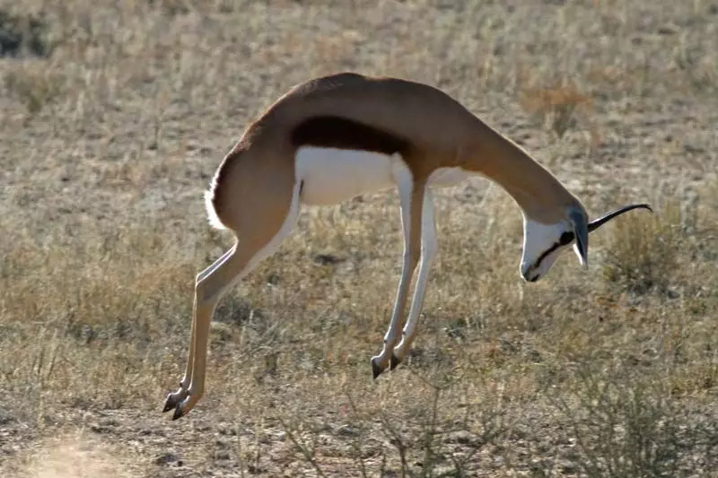 ISpringbok - eyona antelope imangalisayo eAfrika