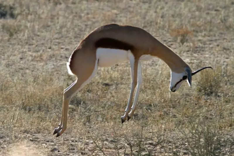 ספרינגבוק (Antidorcas marsupialis)