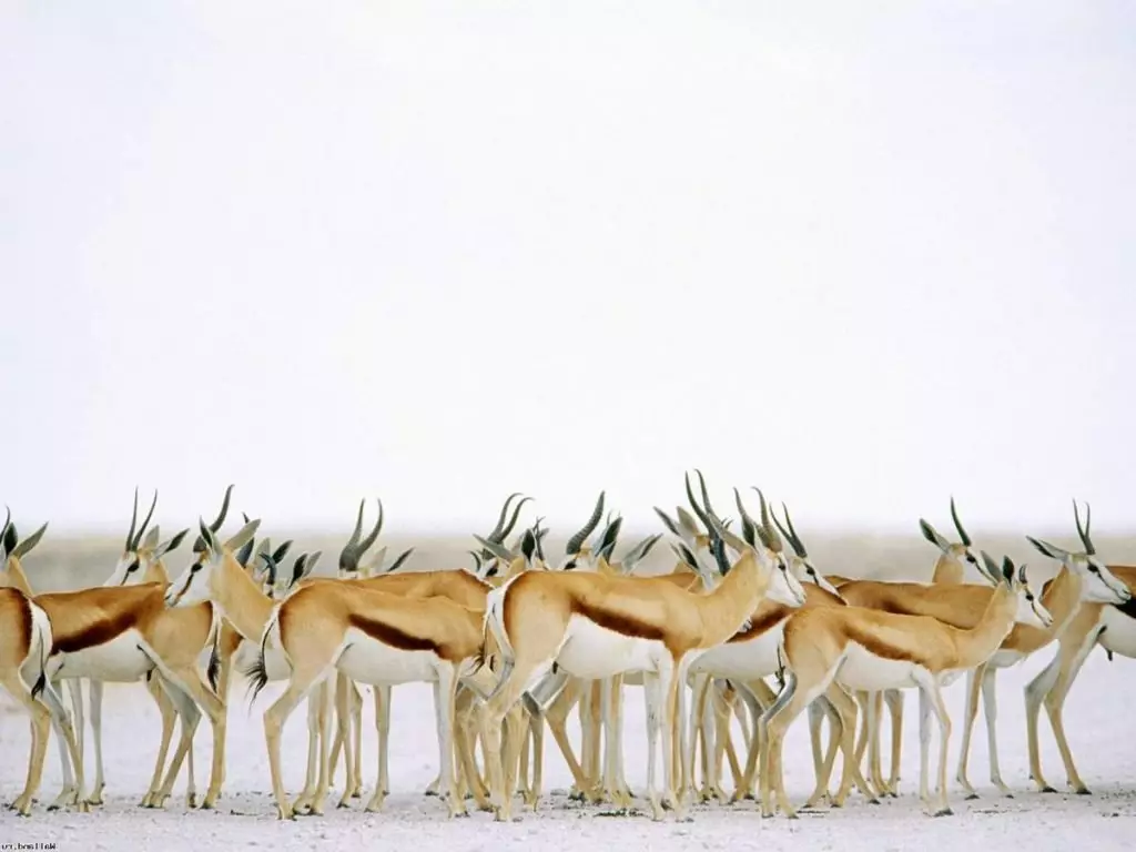 فصل جفت گیری Springbok در اوایل بهار آغاز می شود.