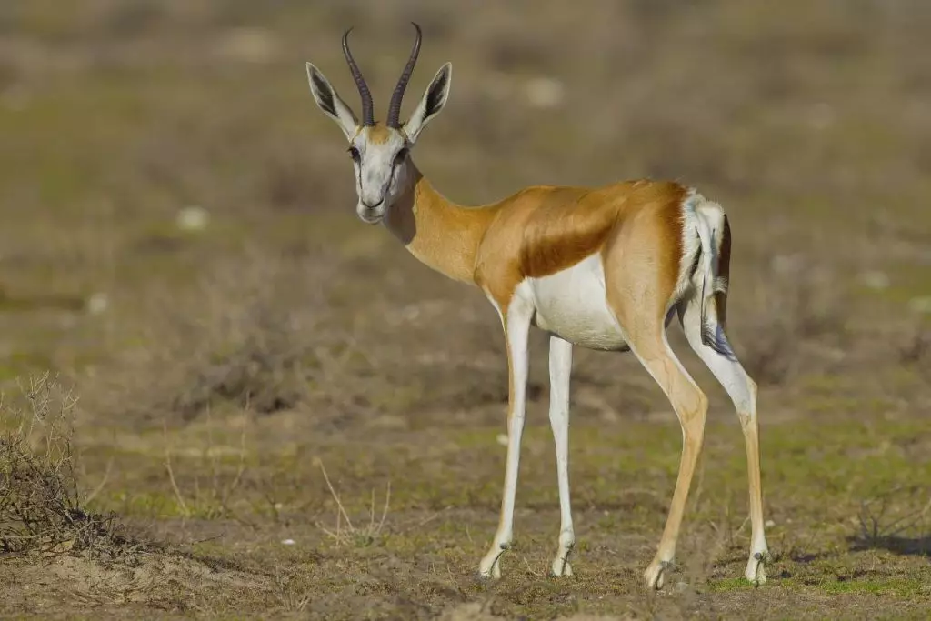 Si kënnen nëmmen an Naturreservater an a speziellen net-koloniséierten Territoiren fonnt ginn.