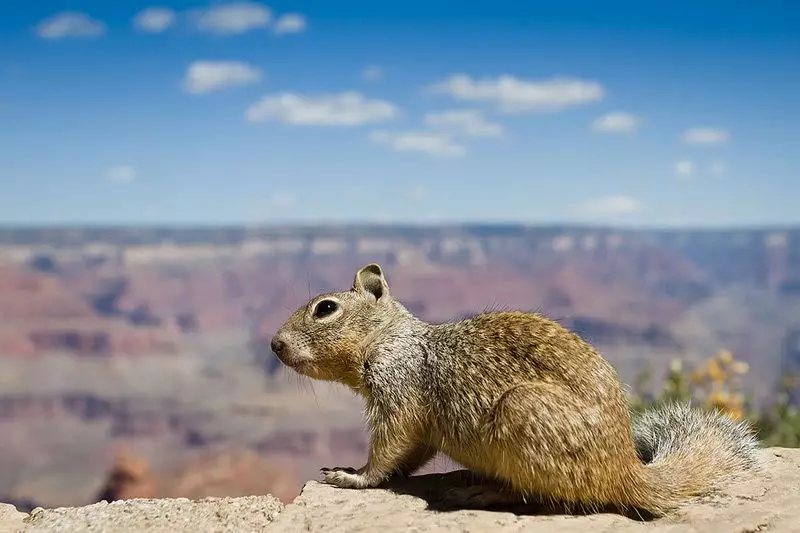 Squirrel wa kipekee anayeishi Grand Canyon