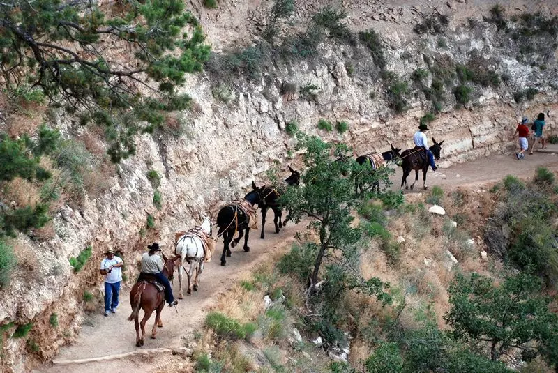 कॅनियनच्या पायवाटेने घोड्यावरून फिरणे